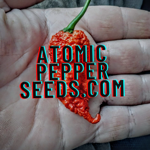 Super hot isolated pepper seeds. – atomicpepperseeds