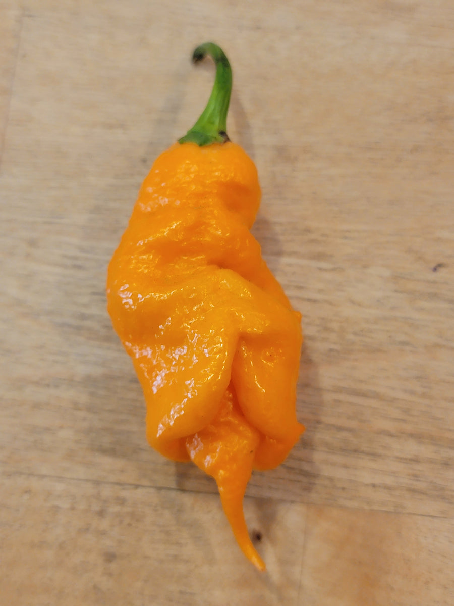 T-Rex Orange Pepper Seeds — Prehistoric Heat | Atomic Seeds ...