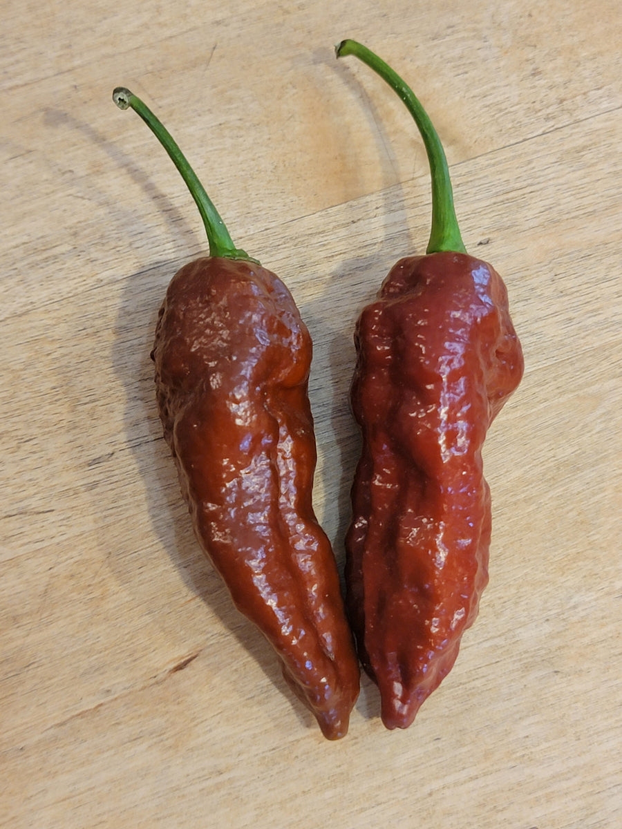 Chocolate Fatalii 10+ Isolated seeds – atomicpepperseeds