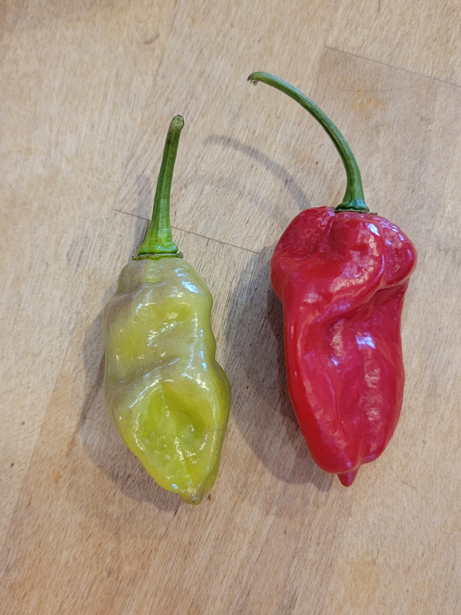 Purple Ghost Pepper 10+ Isolated seeds – atomicpepperseeds