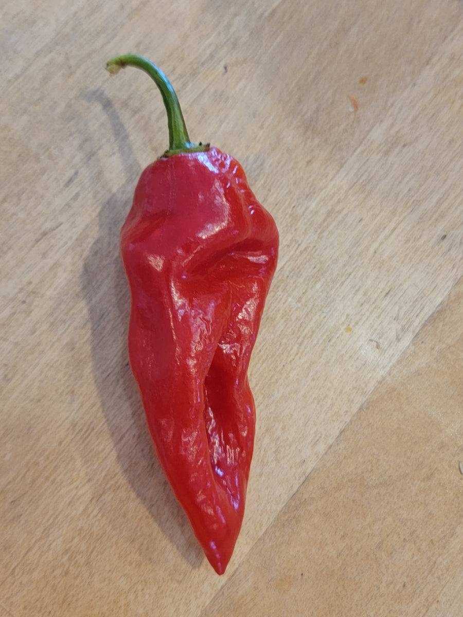 Purple Ghost Pepper 10+ Isolated seeds – atomicpepperseeds