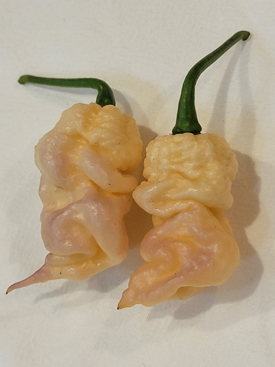 Aps Casper The Ghost 10+ Isolated seeds – atomicpepperseeds