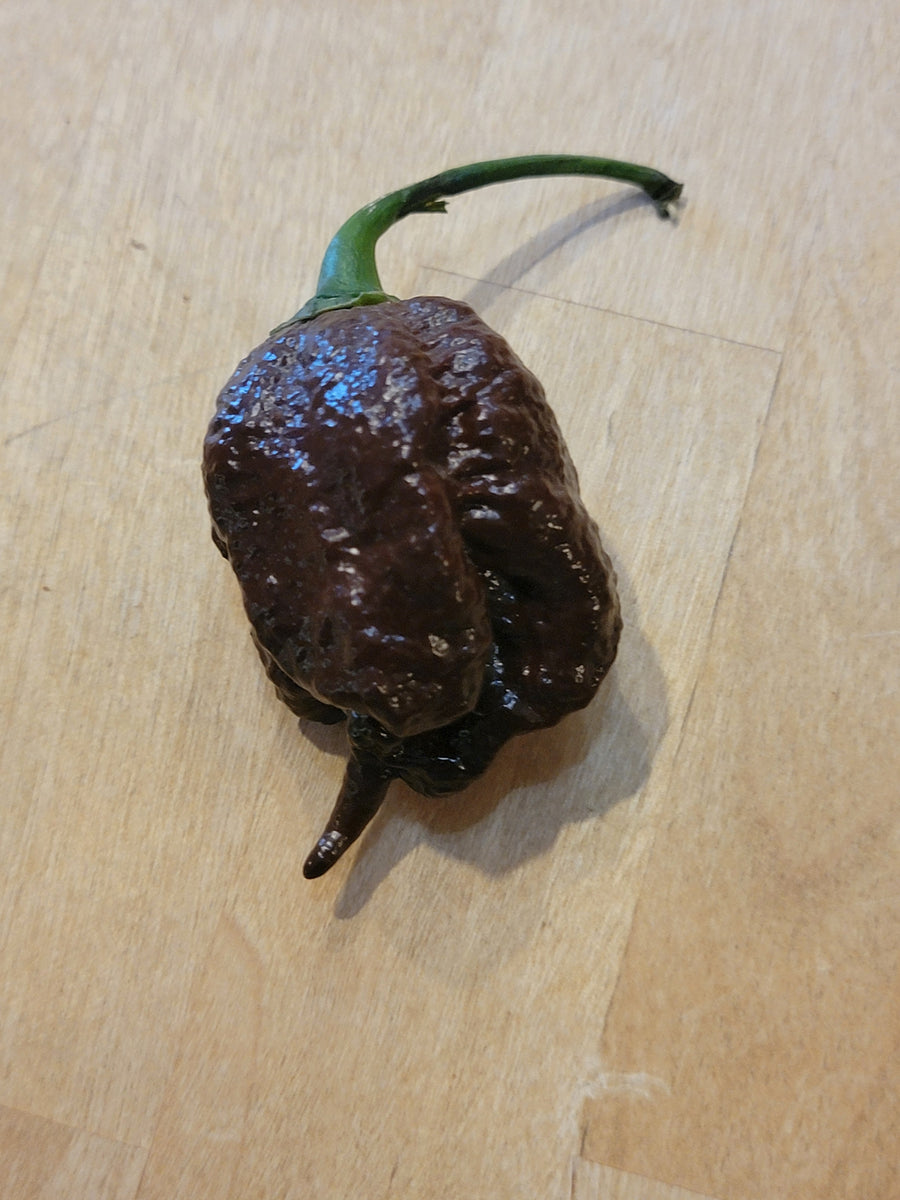 Chocolate Deadpool 10+ isolated seeds. – atomicpepperseeds