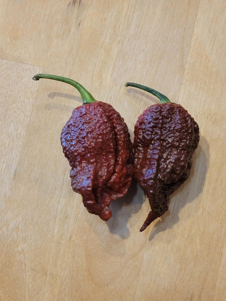 Chocolate Deadpool 10+ isolated seeds. – atomicpepperseeds