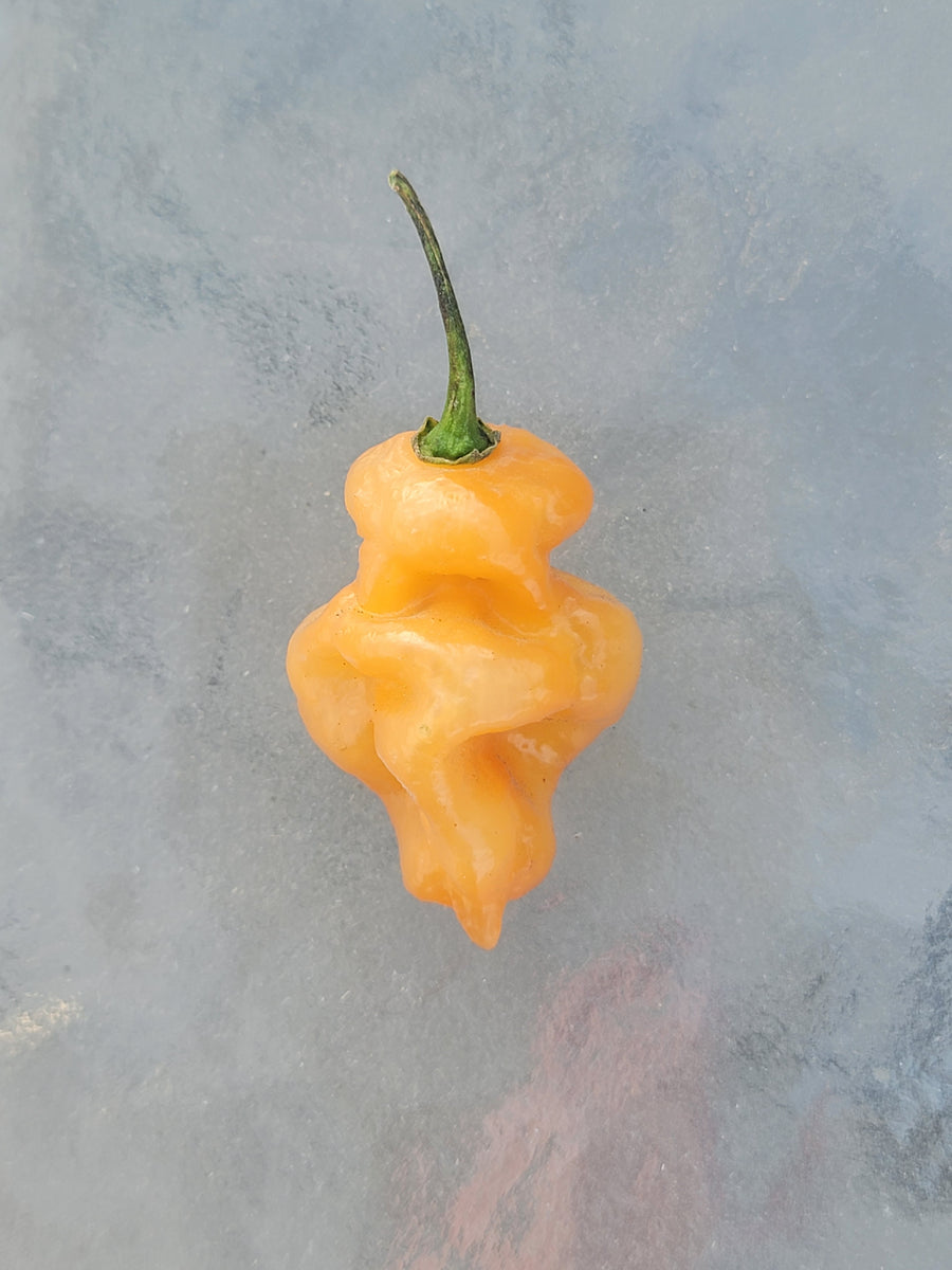 Atomics Orange Helly Beans 10+ isolated seeds. – atomicpepperseeds