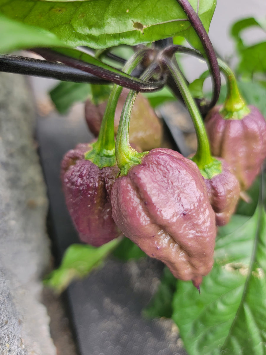 Purple Naga Viper Pepper Seeds - Venomous Purple Super Hot ...