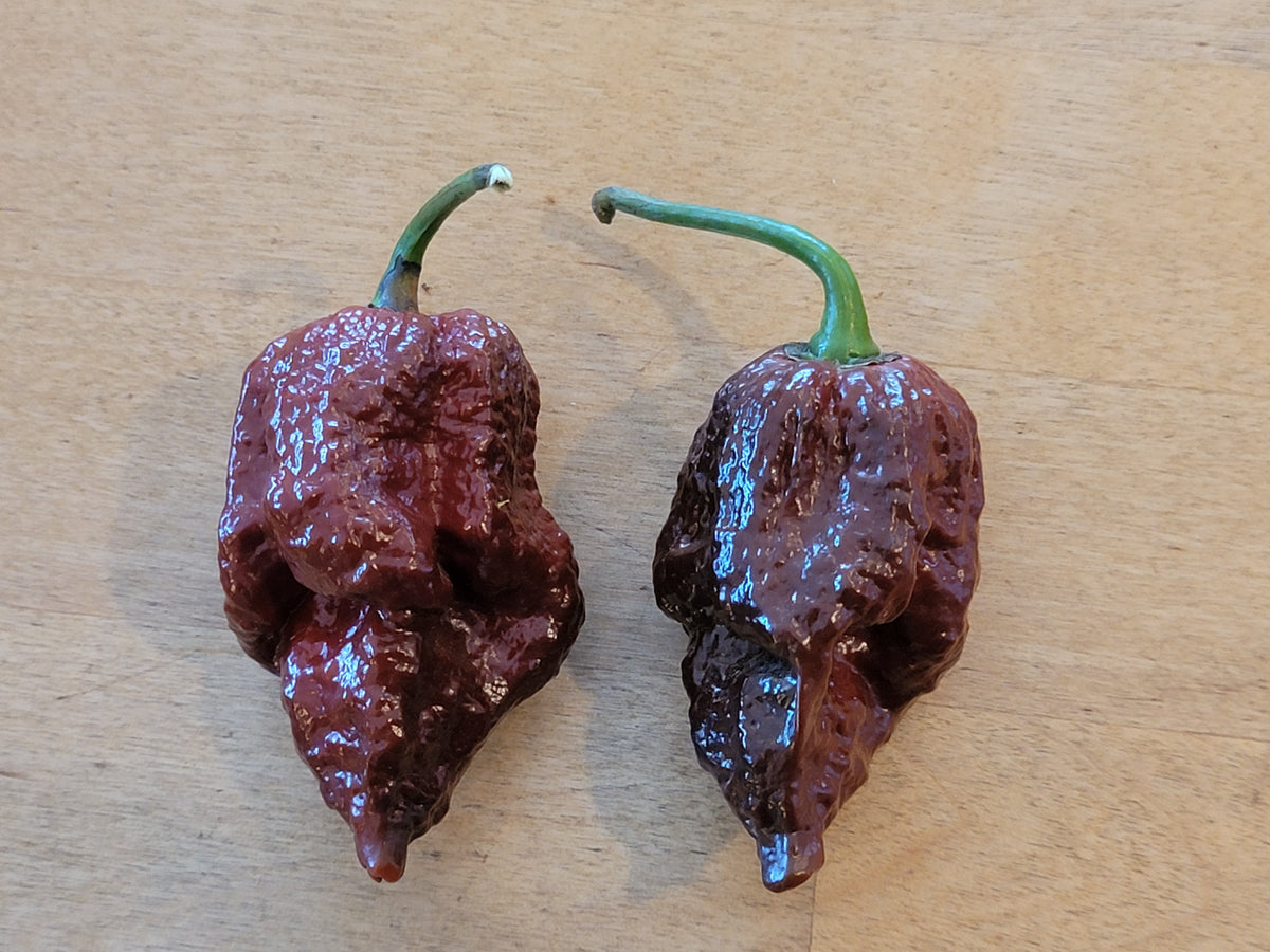 Chocolate Ghost Pepper 10+ Isolated Seeds – atomicpepperseeds