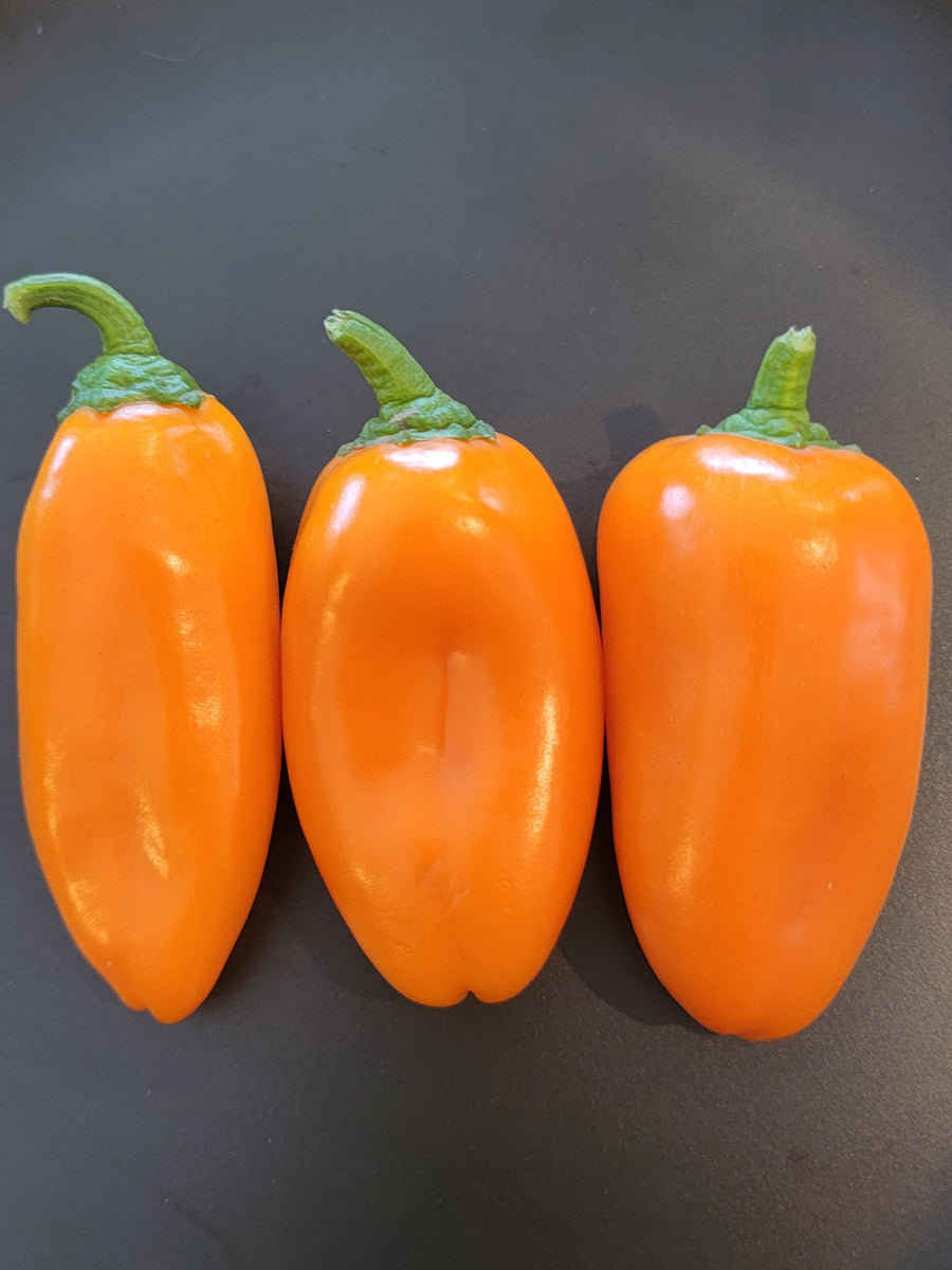 Orange Mini Sweet 10+ Isolated Seeds – atomicpepperseeds