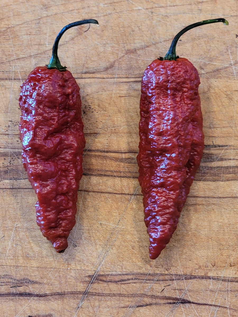 Carmel Ghost Pepper 10+ Isolated Seeds – atomicpepperseeds