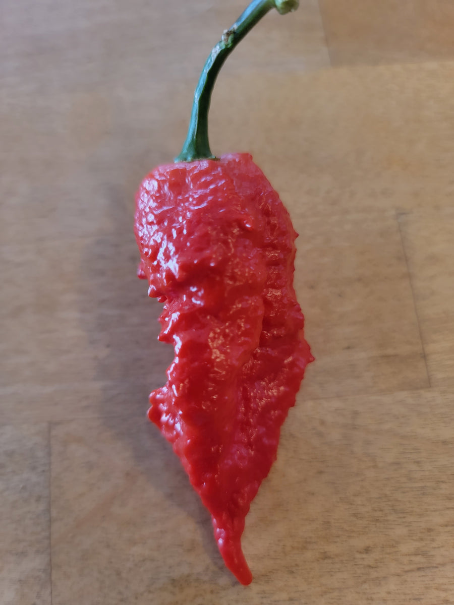 Leopard Reaper 10+ Isolated Seeds – atomicpepperseeds