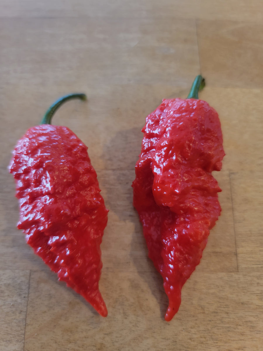 Leopard Reaper 10+ Isolated Seeds – atomicpepperseeds
