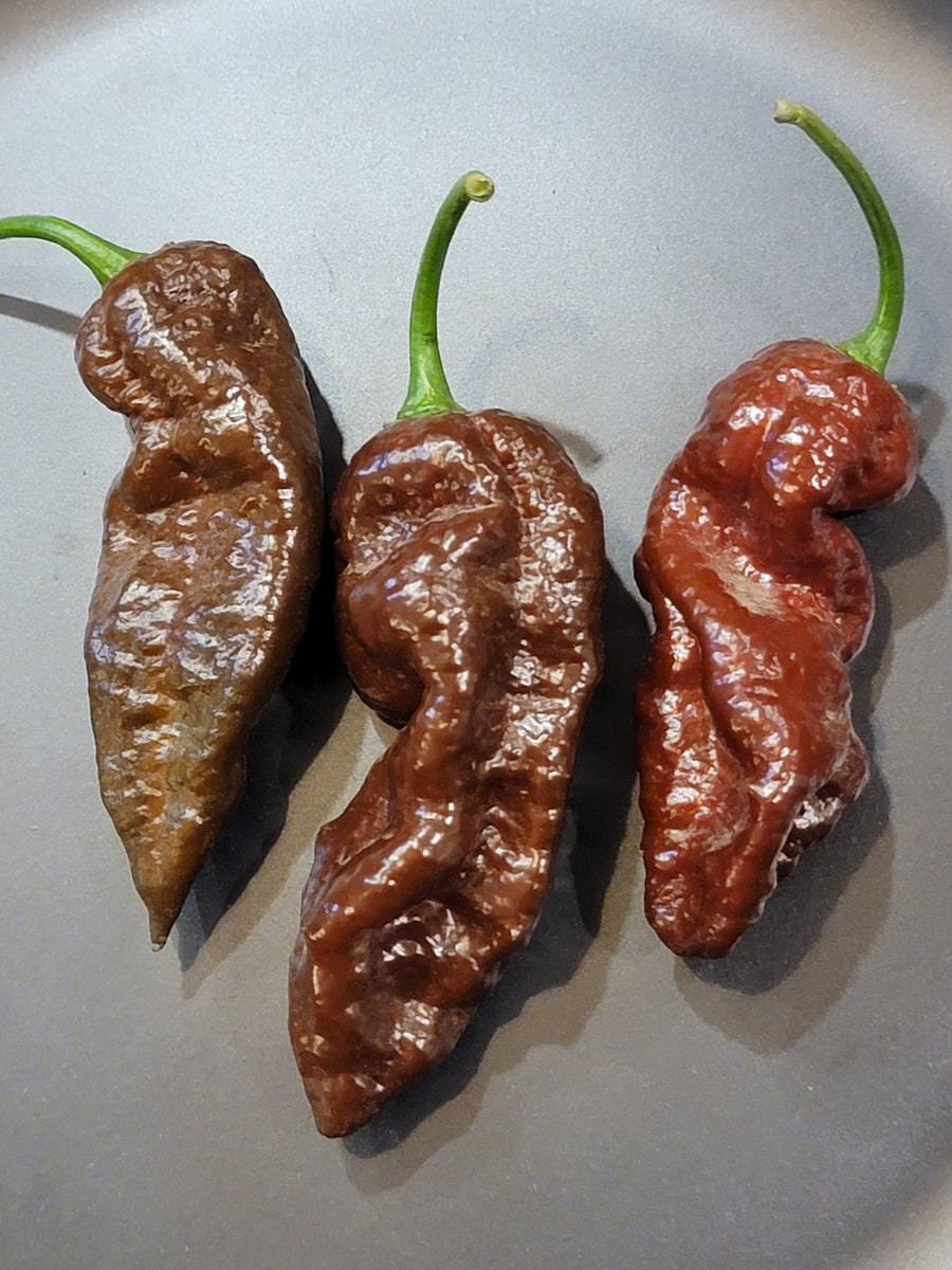 Chocolate Ghost Pepper 10+ Isolated Seeds – atomicpepperseeds