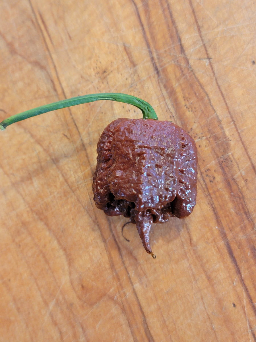 Chocolate 7 Pot Primo 10+Isolated Seeds – atomicpepperseeds