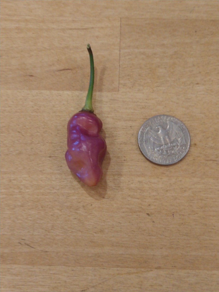 Fidalgo roxa 10 + Isolated seeds Capsicum chinense – atomicpepperseeds