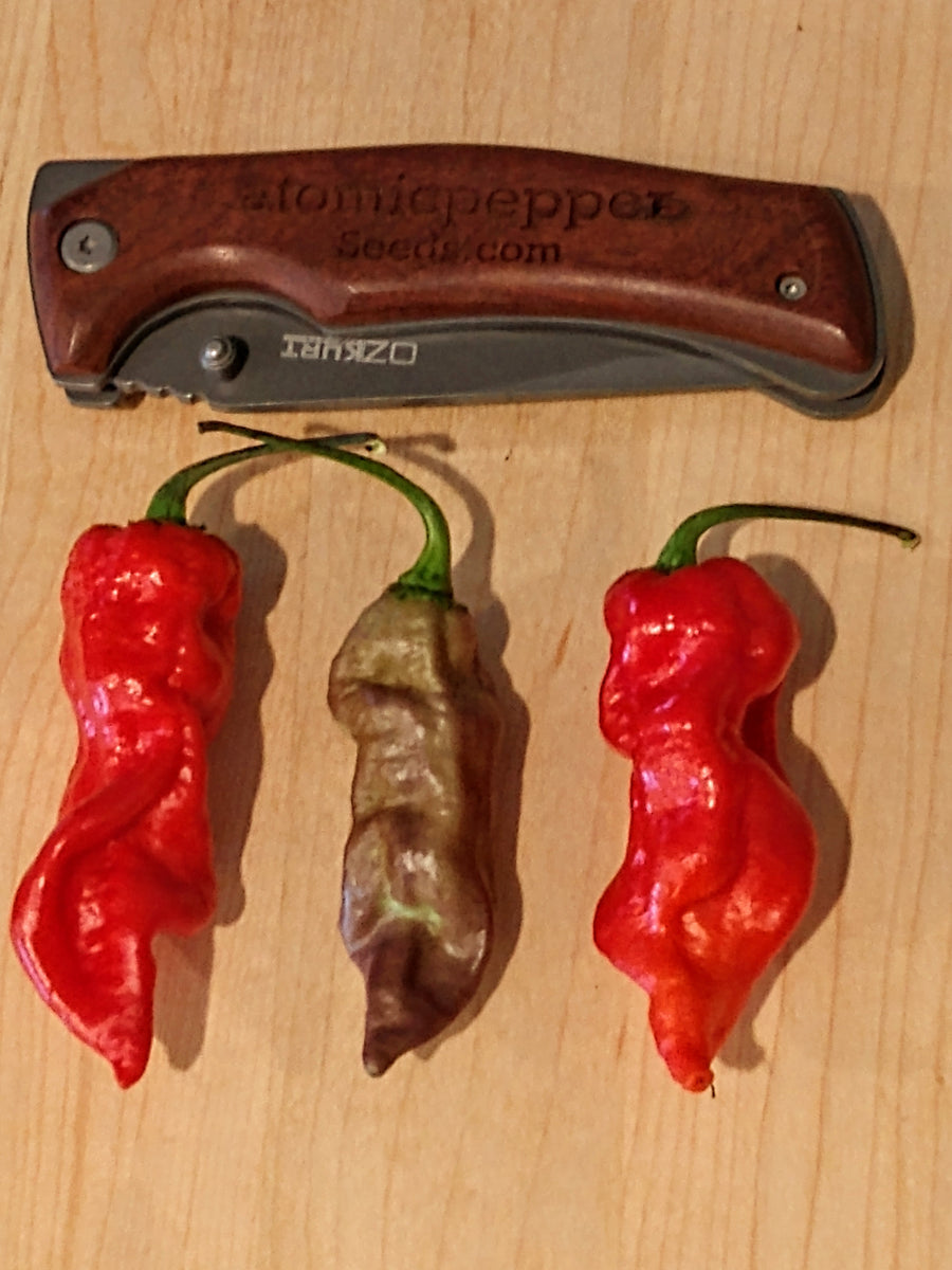 Purple Naga 10+ Isolated Seeds Capsicum Chinense – atomicpepperseeds
