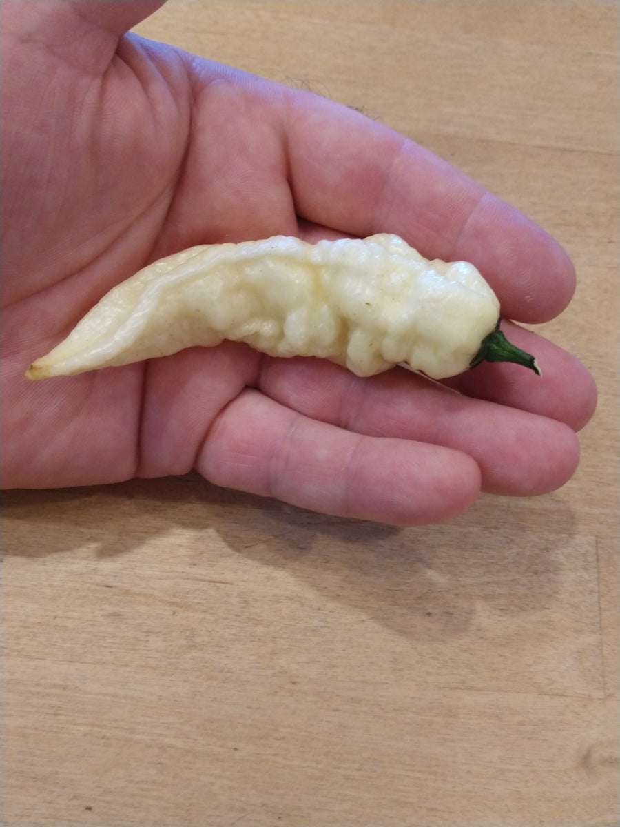 White Fatalii 10+ Isolated Seeds Capsicum Chinense – atomicpepperseeds